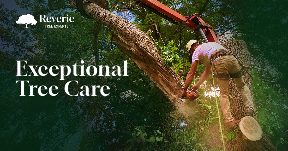 Professional Tree Care in Bucks County | Reverie Tree Experts