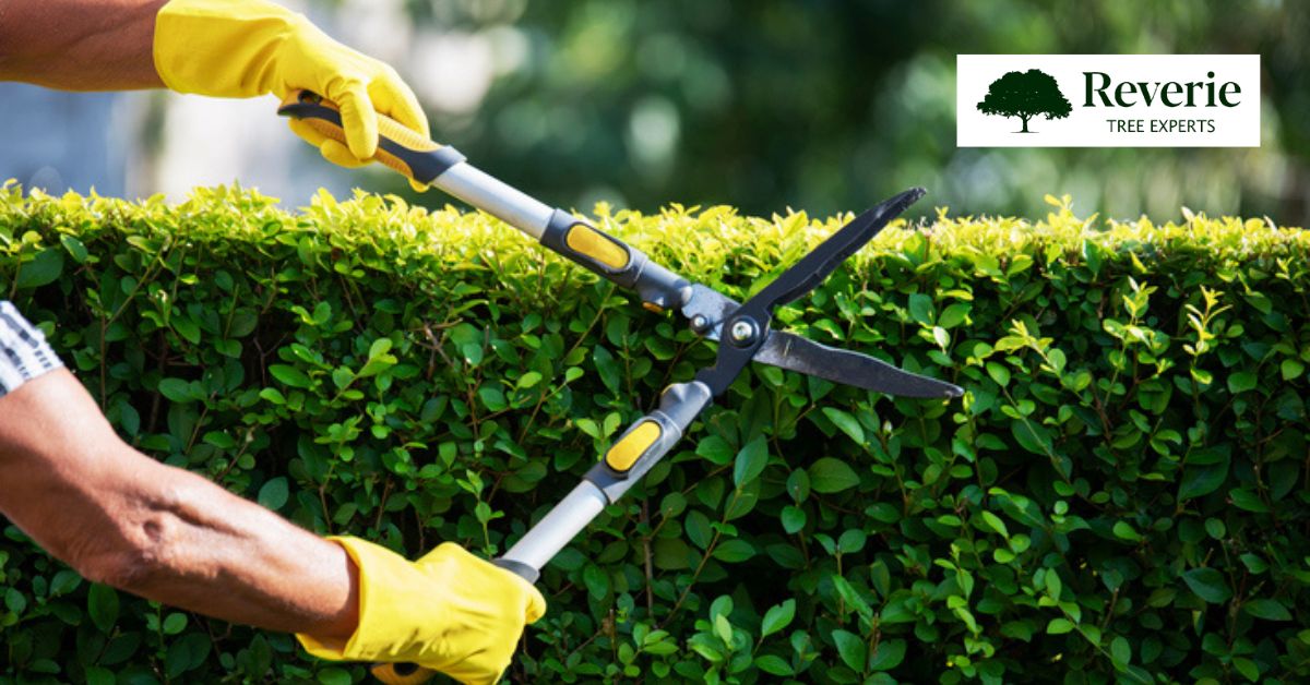 The Importance of Summer Tree Trimming & Pruning